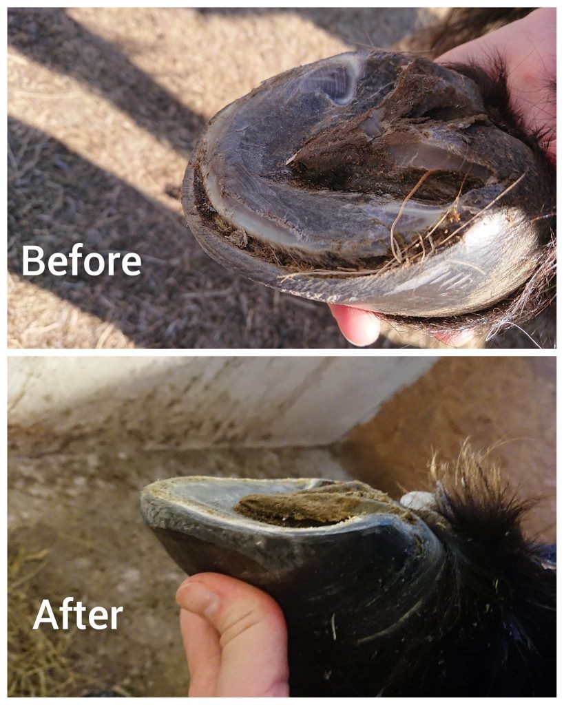 Hoof care - Horses of Taiga